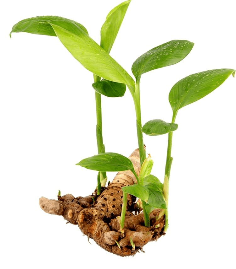 Thai Herbal Balms – Bahn Thai Massage